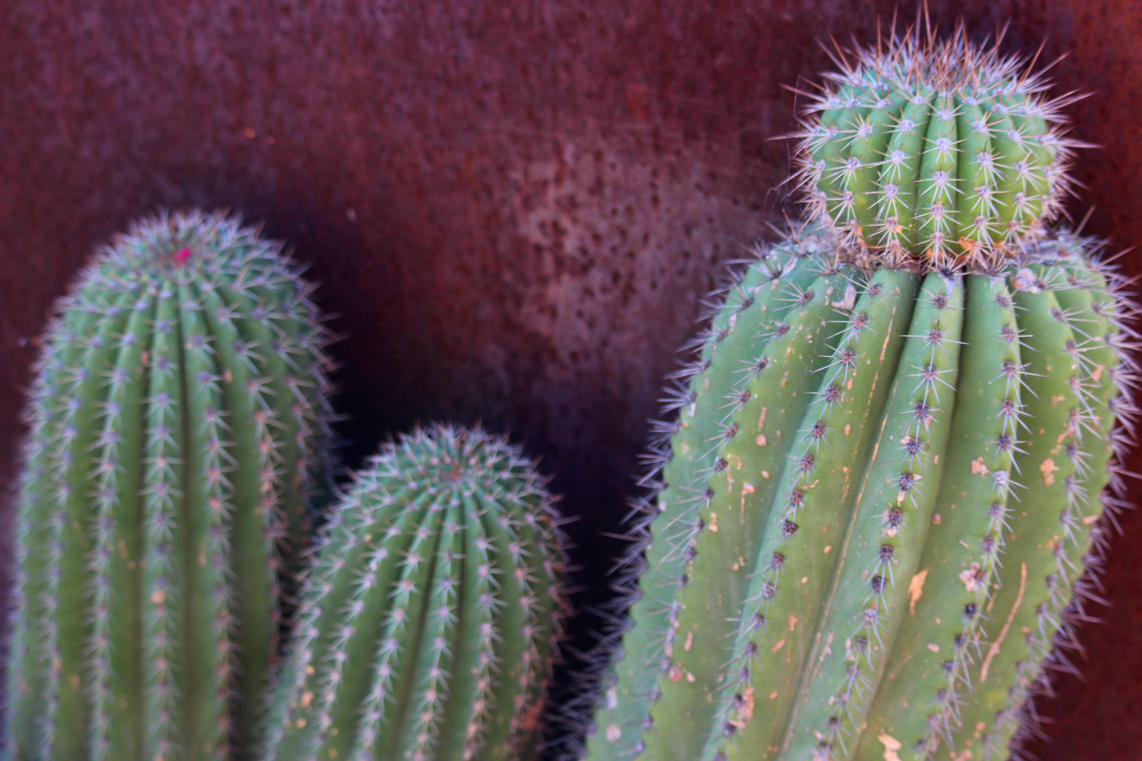 Cactus Garden | urban f