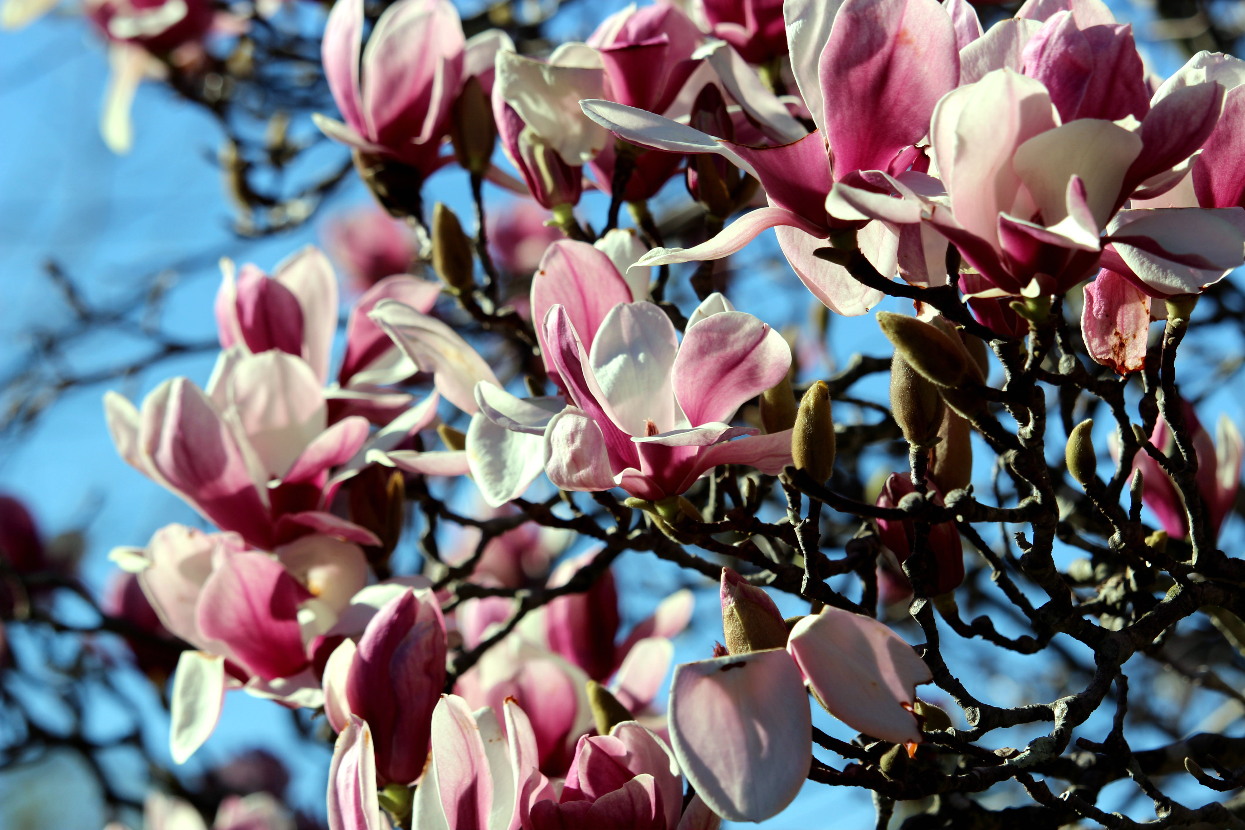 Magnolia | urban f