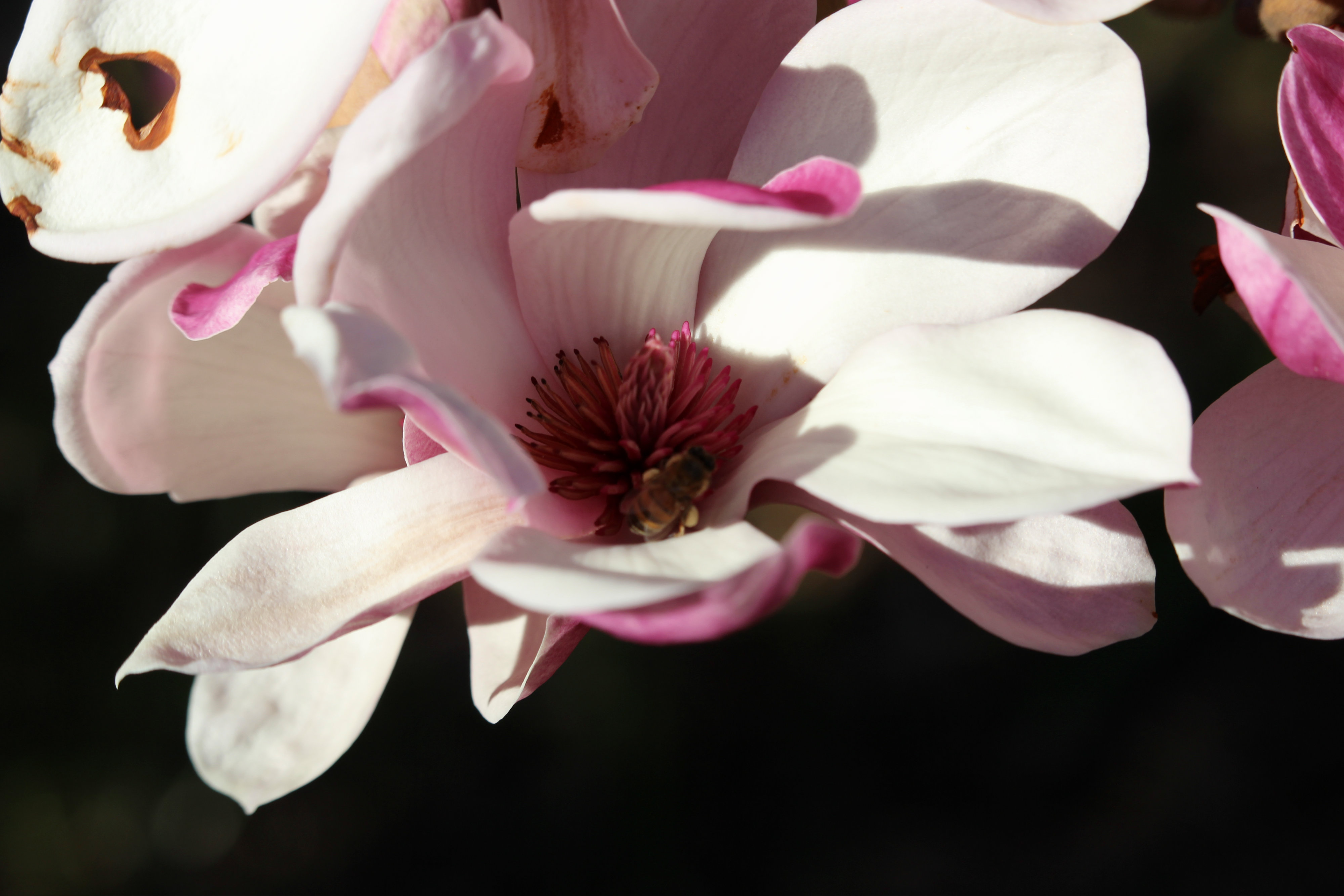 Magnolia | urban f