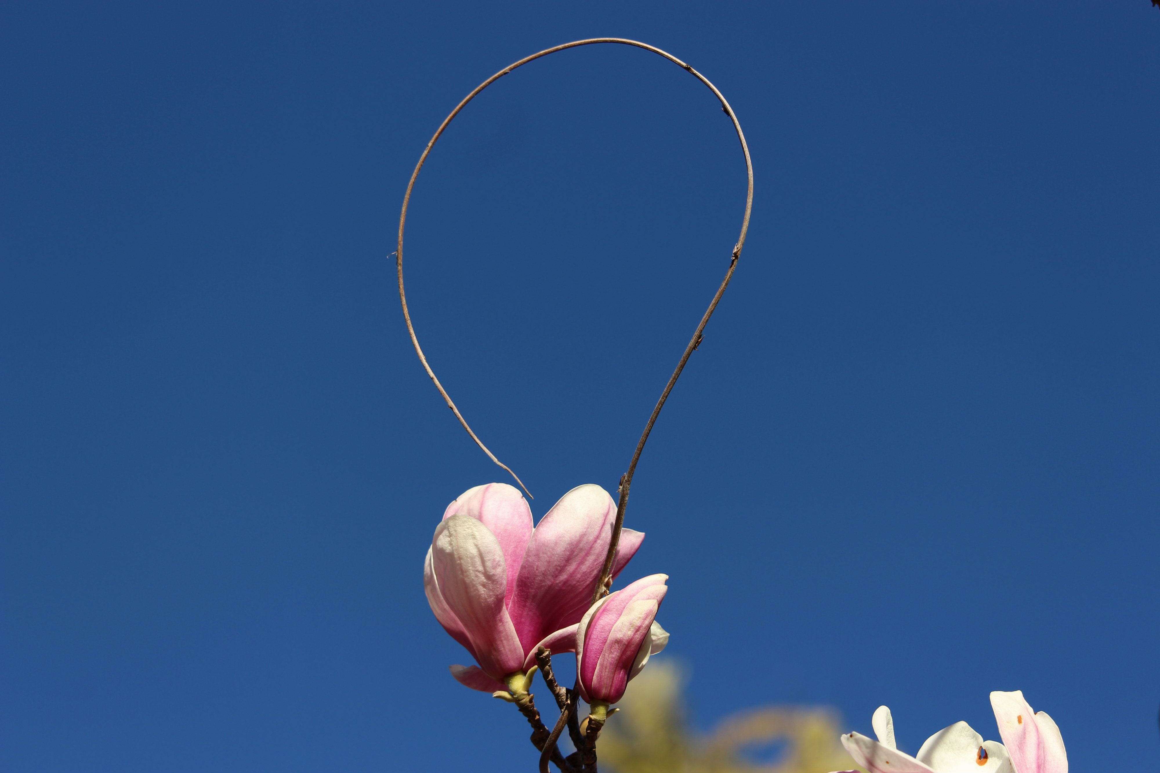 Magnolia | urban f