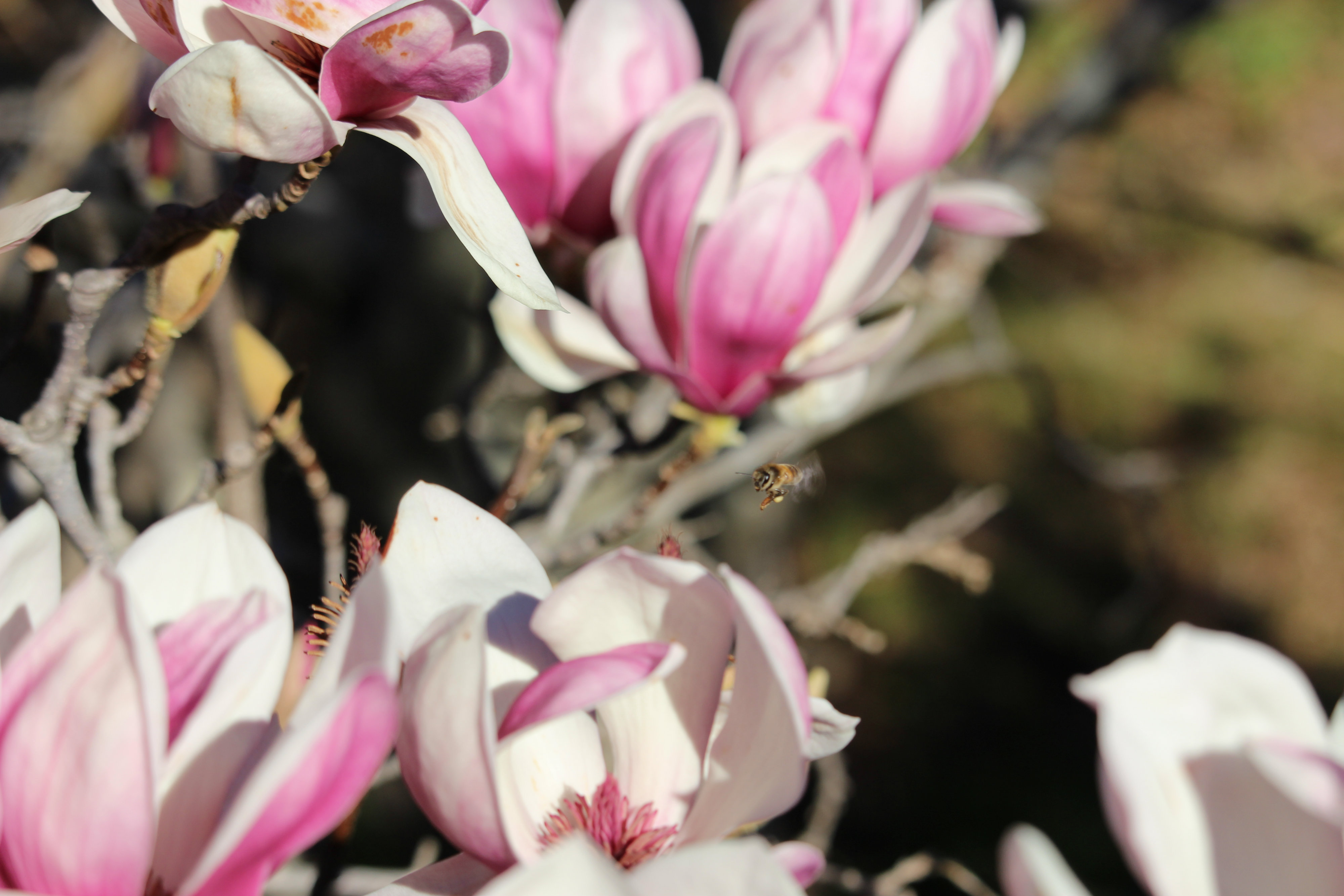 Magnolia | urban f