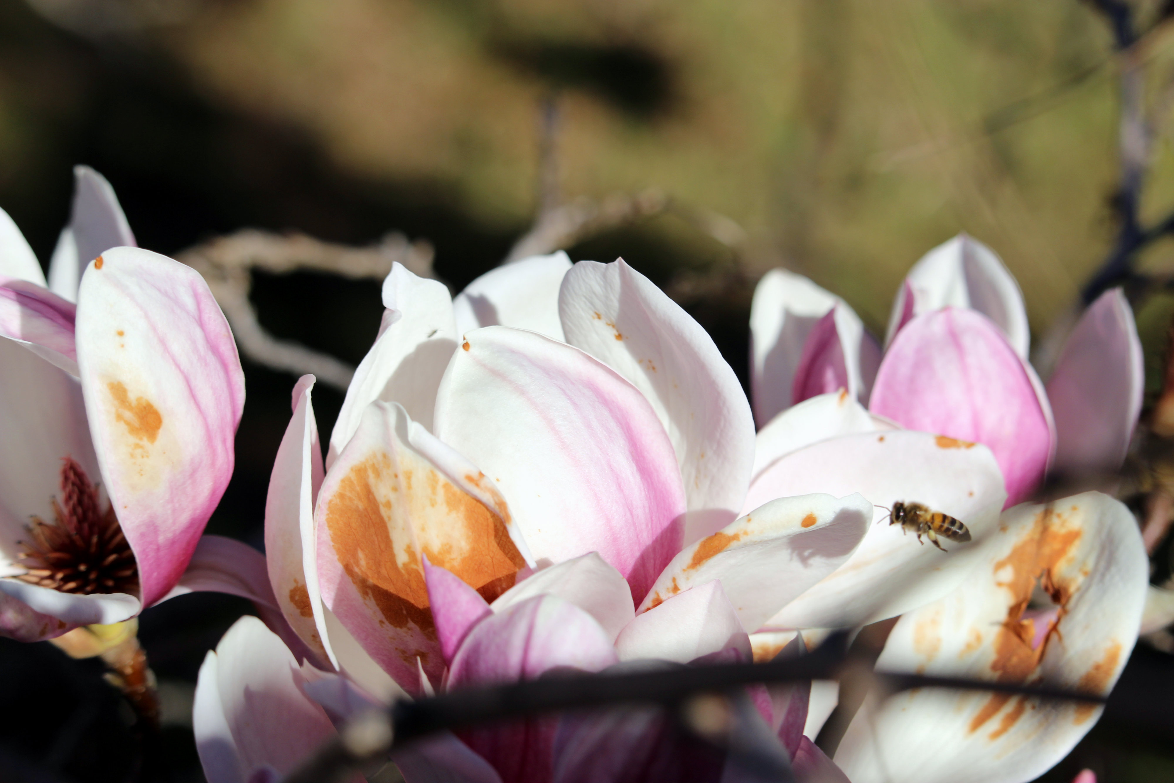 Magnolia | urban f