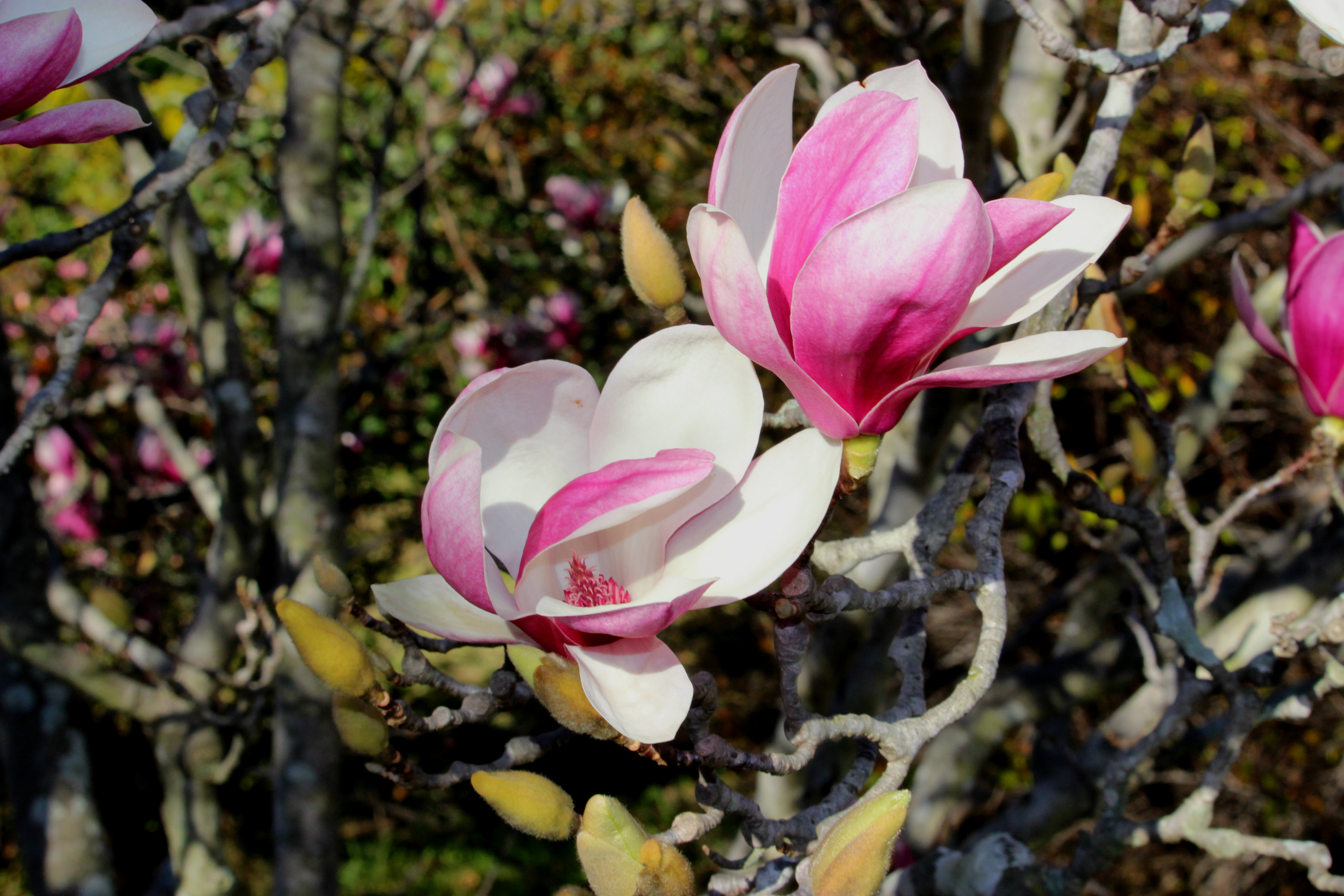 Magnolia | urban f