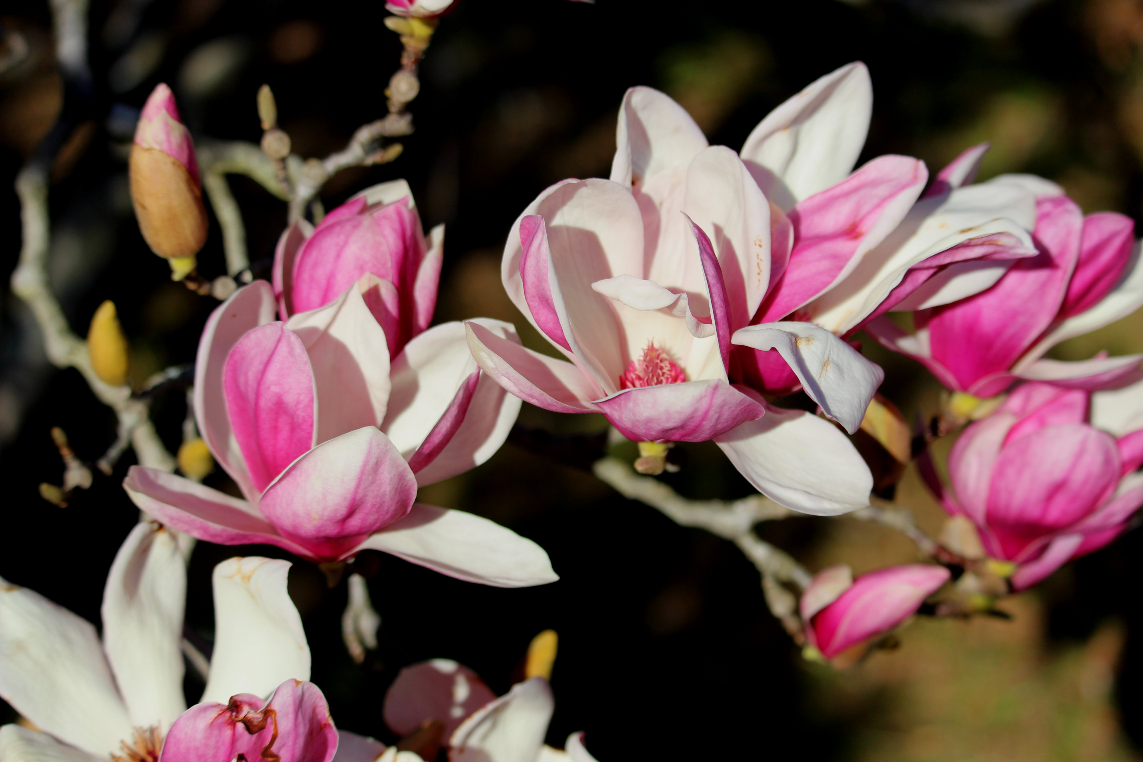 Magnolia | urban f