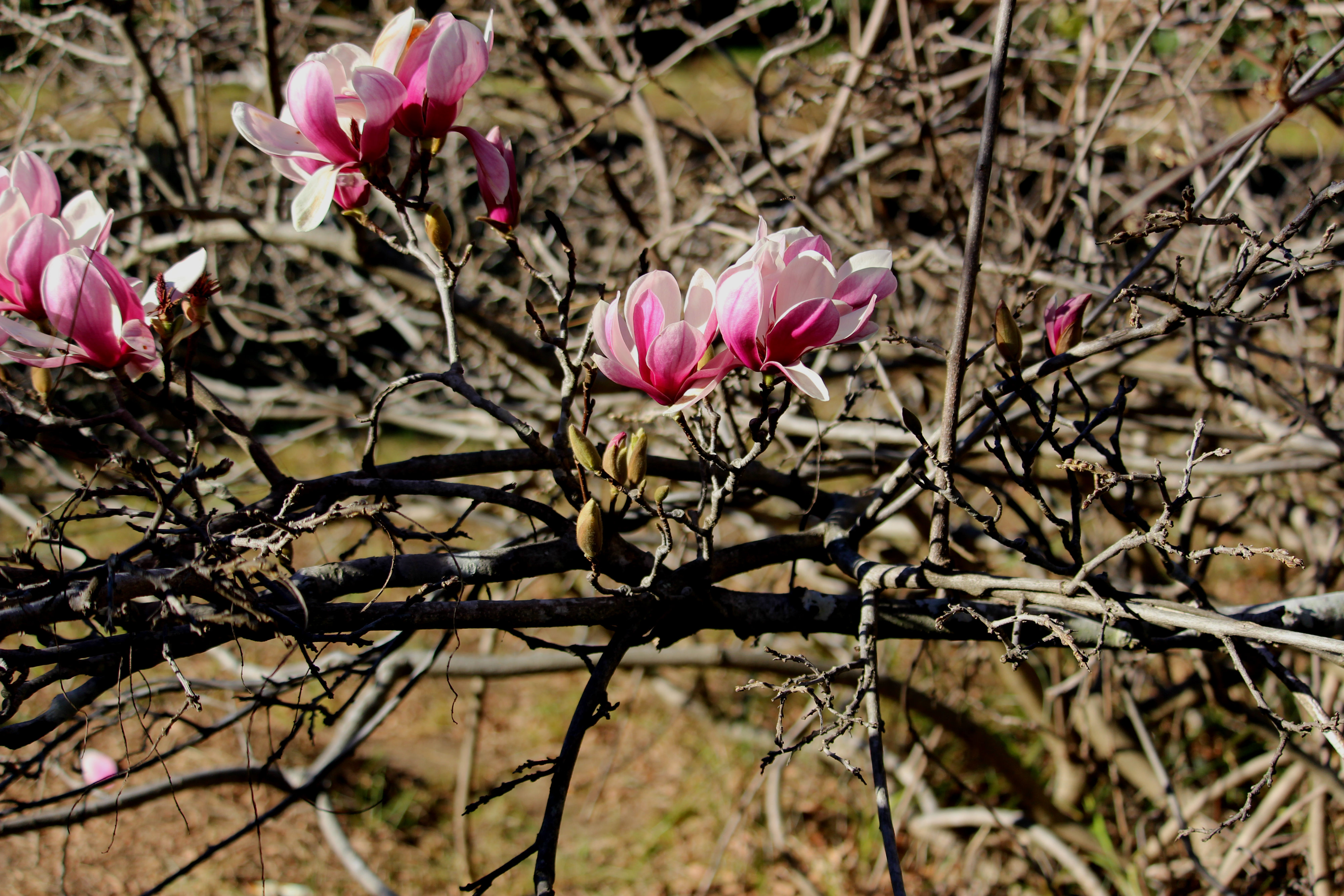 Magnolia | urban f